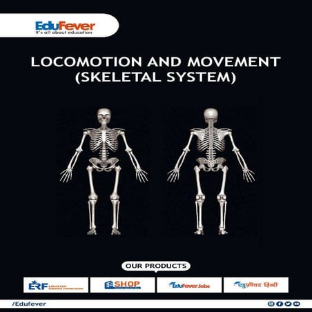 Locomotion and Movement (Skeletal System) - Biology Revision Notes | PDF