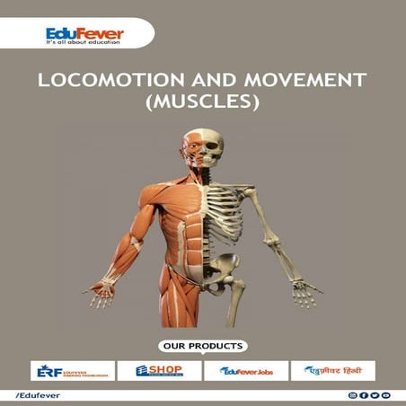 Locomotion and Movement (Muscles) - Biology Revision Notes | PDF