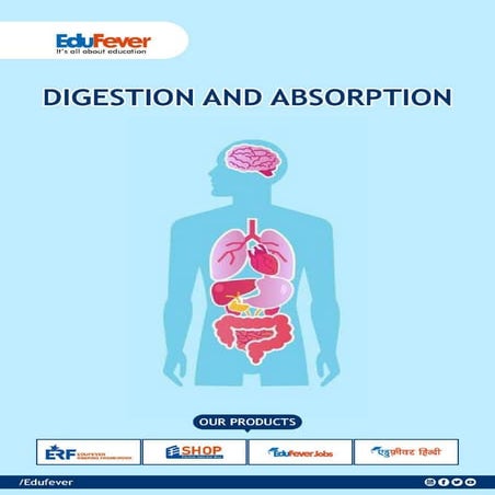 Digestion and Absorption - Biology Revision Notes | PDF