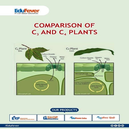 Comparison of C3 and C4 Plants - Biology Revision Notes | PDF