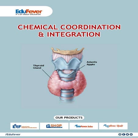 Chemical Coordination & Integration - Biology Revision Notes | PDF