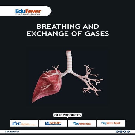 Breathing and Exchange of Gases - Biology Revision Notes | PDF