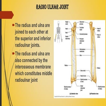 anatomy of Radio ulnar joint | PPTX