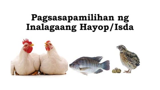 Pag-aalaga ng Hayop | PPTX