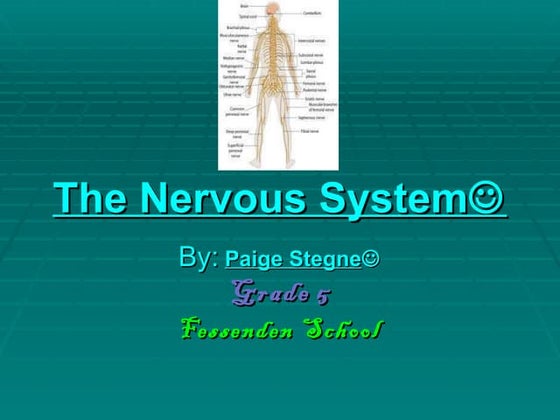 Nervous System Parts And Functions Powerpoint A Level Psychology THE