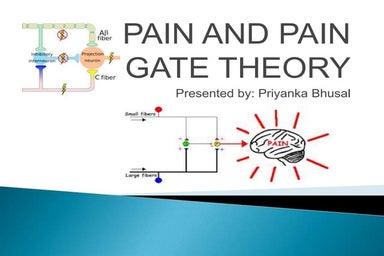 Gate Control Theory Of Pain Animation