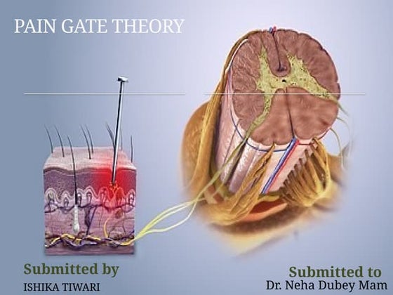 Pain Gate theory.pptx | Brain and Nervous System Disorders | Diseases ...
