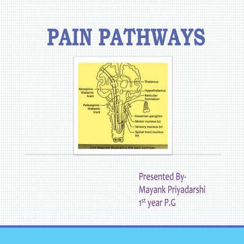 Physiology of pain pathways | PPTX