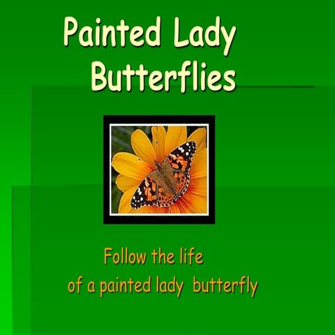 Painted lady butterflies | PPT