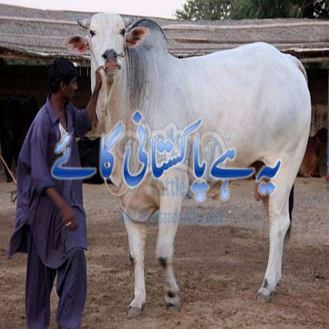 Pakistani cow | PPTX