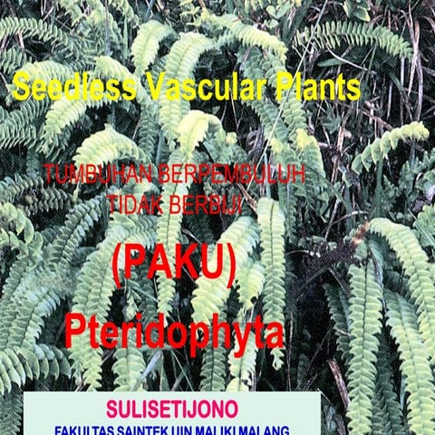 paku-pakuan | PDF