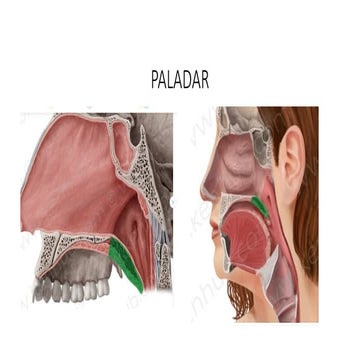 PALADAR - anatomia de cabeza y cuello implantologia | PPTX
