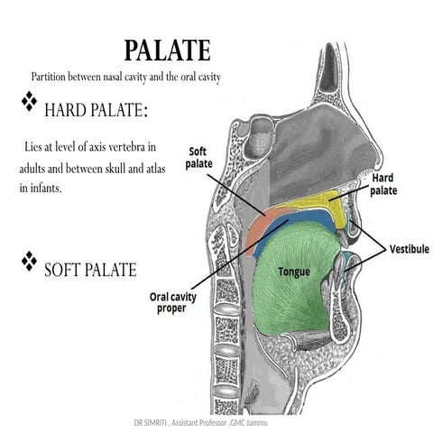 ANATOMY of HARD and SOFT PALATE. pptx | PPTX