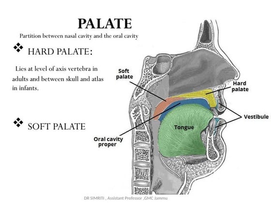 Hard and soft palate | PPTX