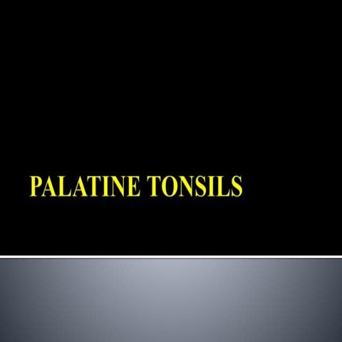 Anatomy of Palatine tonsil | PPTX | Death, Injury, or Military Conflict ...