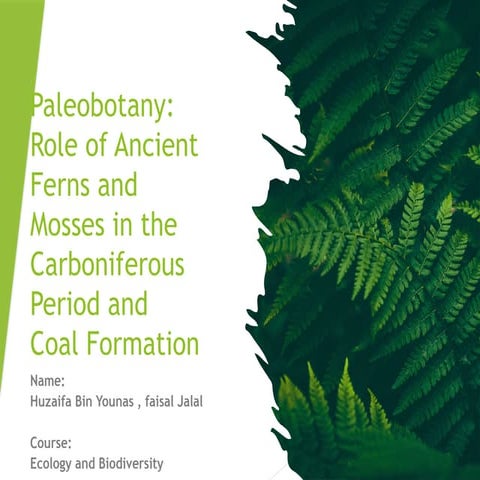 The Role of Ancient Ferns and Mosses in Carboniferous Coal Formation ...