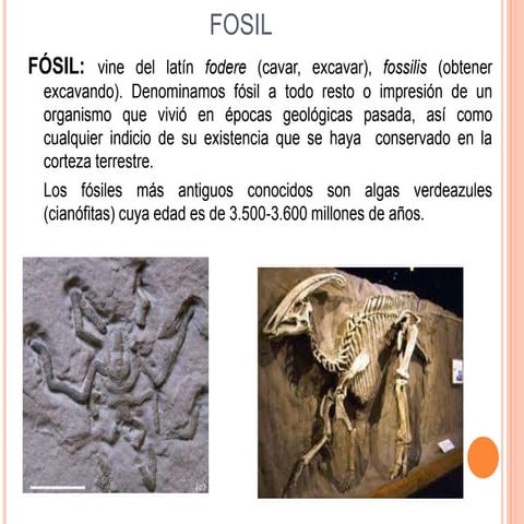 Los fósiles. | ODP