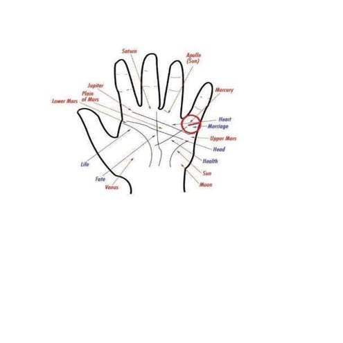 Palmistry hands lines with segment like mercury & freinds line . | DOCX