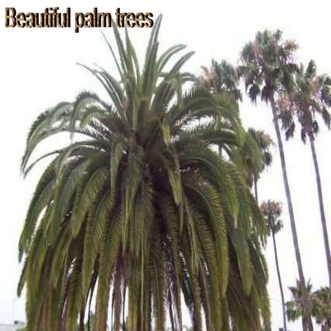 Beautiful Palm Trees | PPT