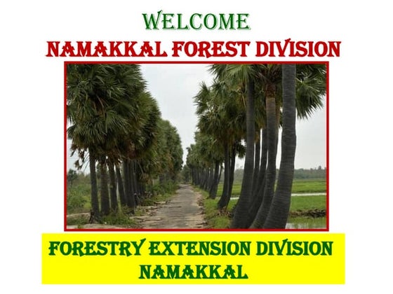 Production Technology of Palmyrah (Borassus flabellifer L) | PDF