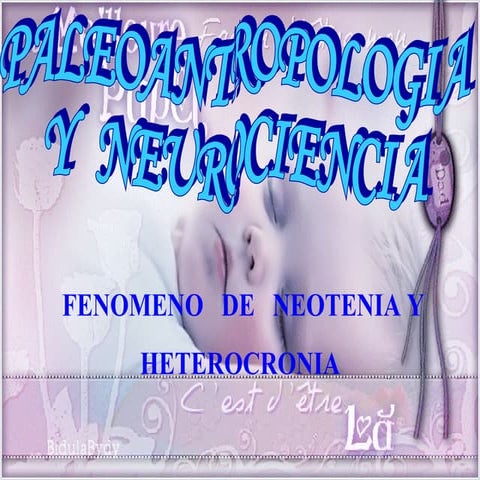 Paleoantropología y Neurociencia. Fenómeno de Neotenia y Heterocronia | PPT