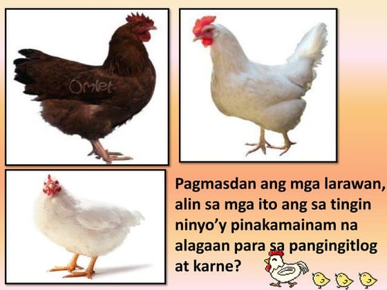 Kahalagan ng paggawa ng organikong pataba | PPTX