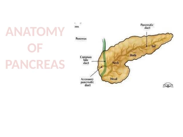 Pancreas_Nursing.pptx