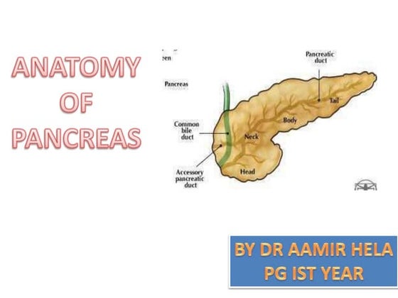 Anatomy of Pancreas | PPT