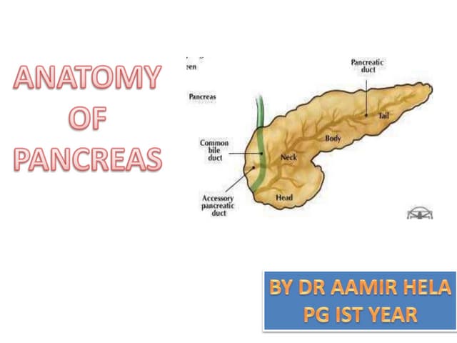 Urinary bladder (Anatomy) | PPTX