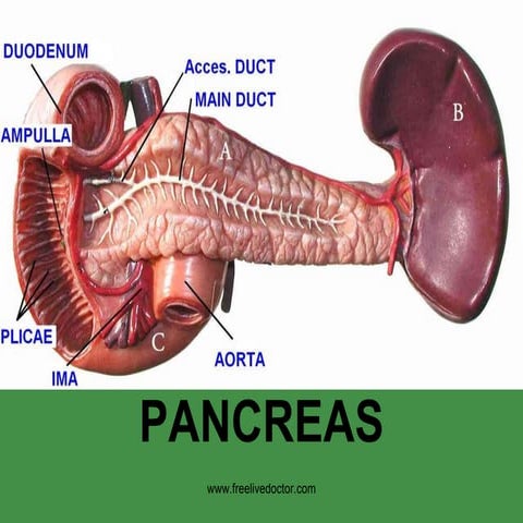 Pancreas pathology | PPT