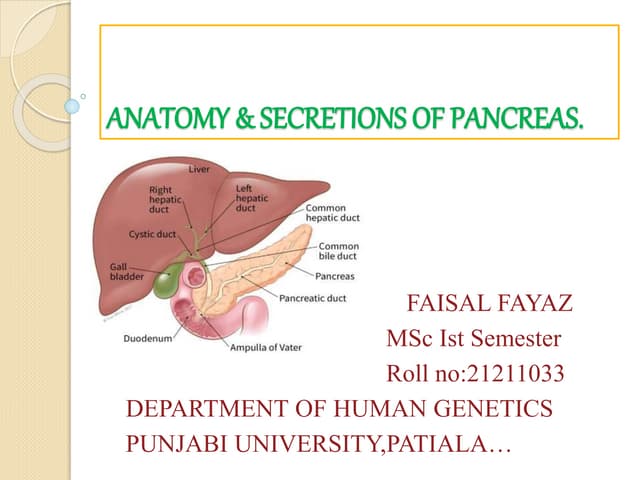 Histological structure of pancreas | PPTX