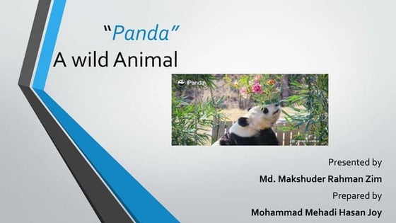 Giant panda! | PPTX | Large Animals | Pets