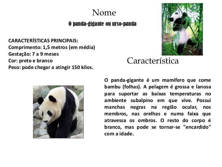 Panda - Regina Rodrigues
