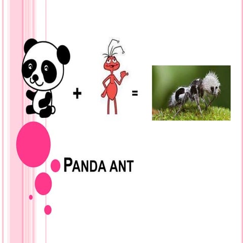 Panda Ant