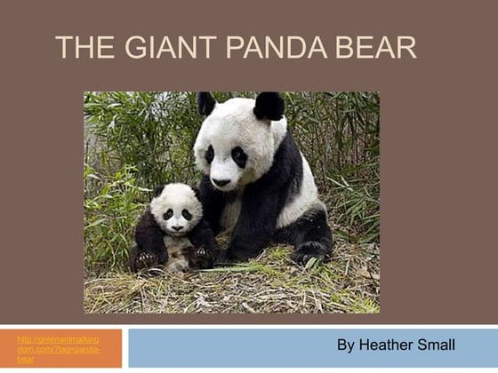 Giant panda! | PPTX | Large Animals | Pets