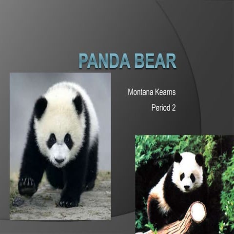 Panda bear | PPTX