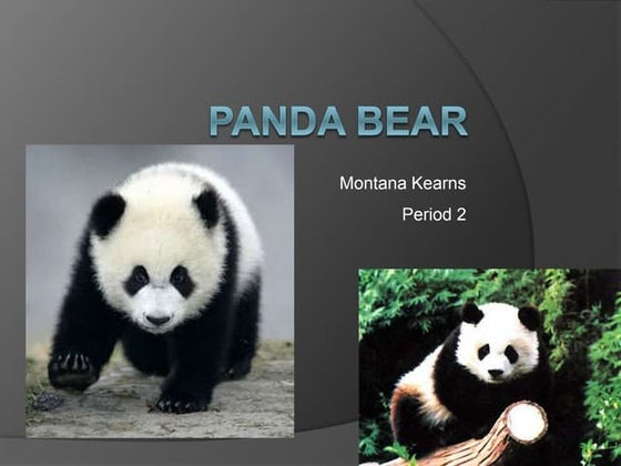 Giant panda! | PPTX | Large Animals | Pets