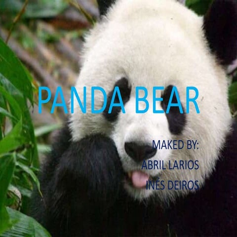 Panda bear | PPTX | Large Animals | Pets