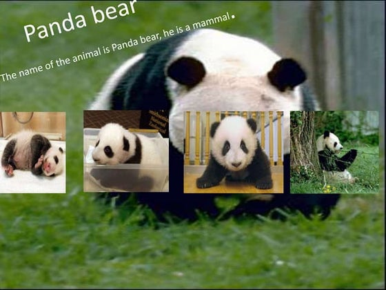The Panda Bear | PPT | Large Animals | Pets