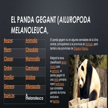 Panda gegant | PPT