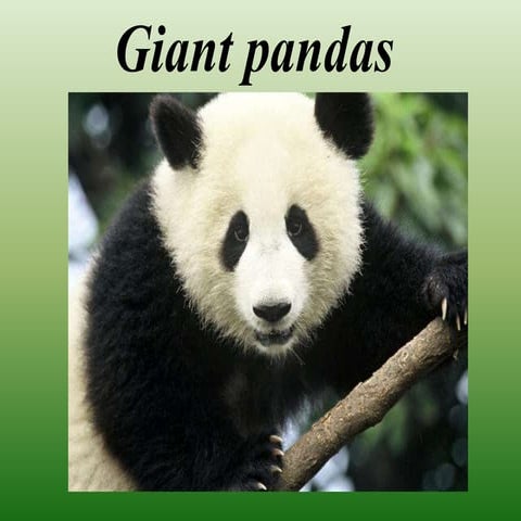 Giant Pandas by Miloš | PPTX