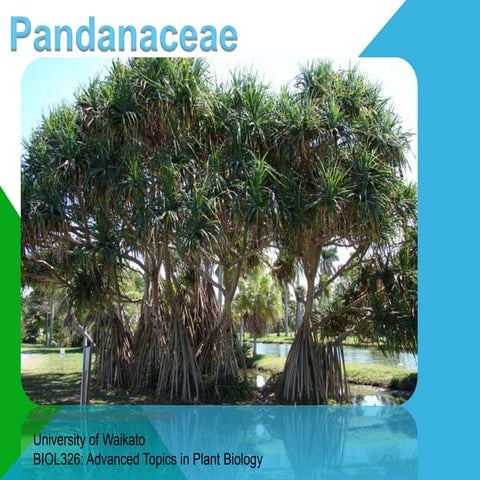 Pandanaceae | ODP