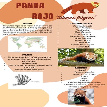 Taxonomía del Panda Rojo | PDF