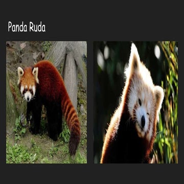 Panda ruda | PPTX | Biological Sciences | Science
