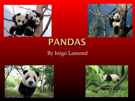 Giant panda! | PPTX | Large Animals | Pets