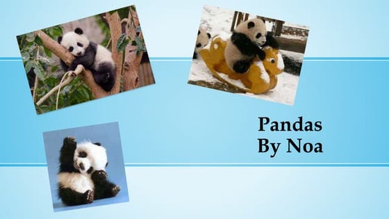 Panda bear | PPT