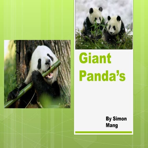 Panda’s | PPTX