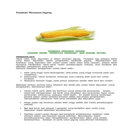 Panduan menanam jagung | DOCX
