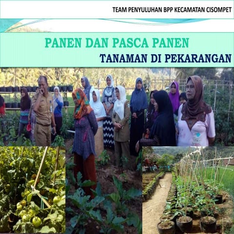 PANEN DAN PASCA PANEN TANAMAN PEKARANGANppt | PPT
