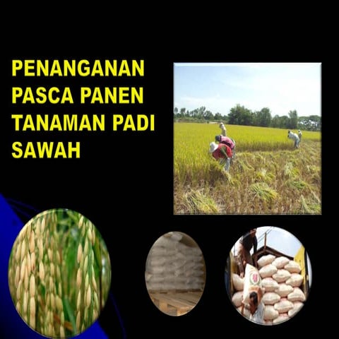Panen Dan Pascapanen Padi HARI TANI Update.ppt